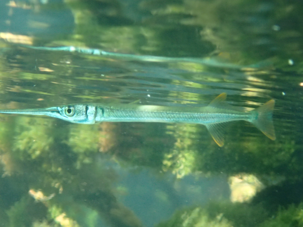 Redfin Needlefish