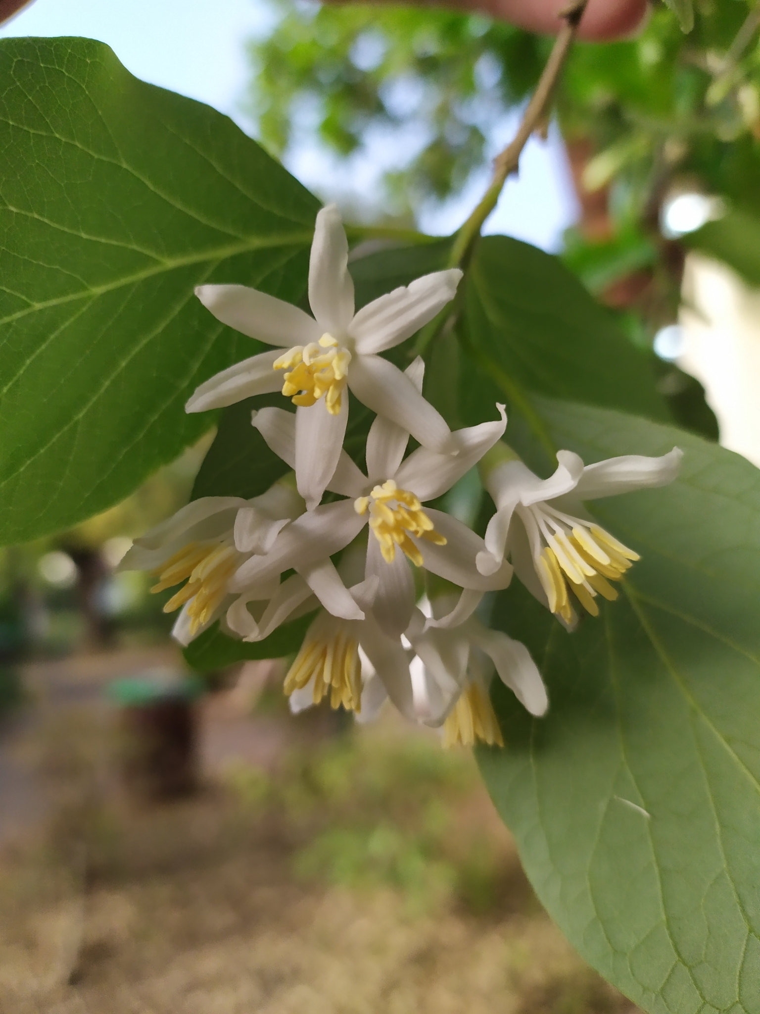 Styrax officinalis L.