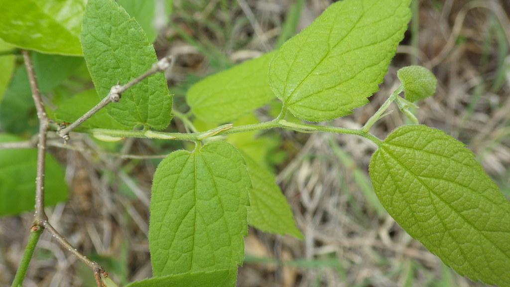Dwarf Hackberry (Woody Plants of Floracliff Nature Sanctuary) · iNaturalist