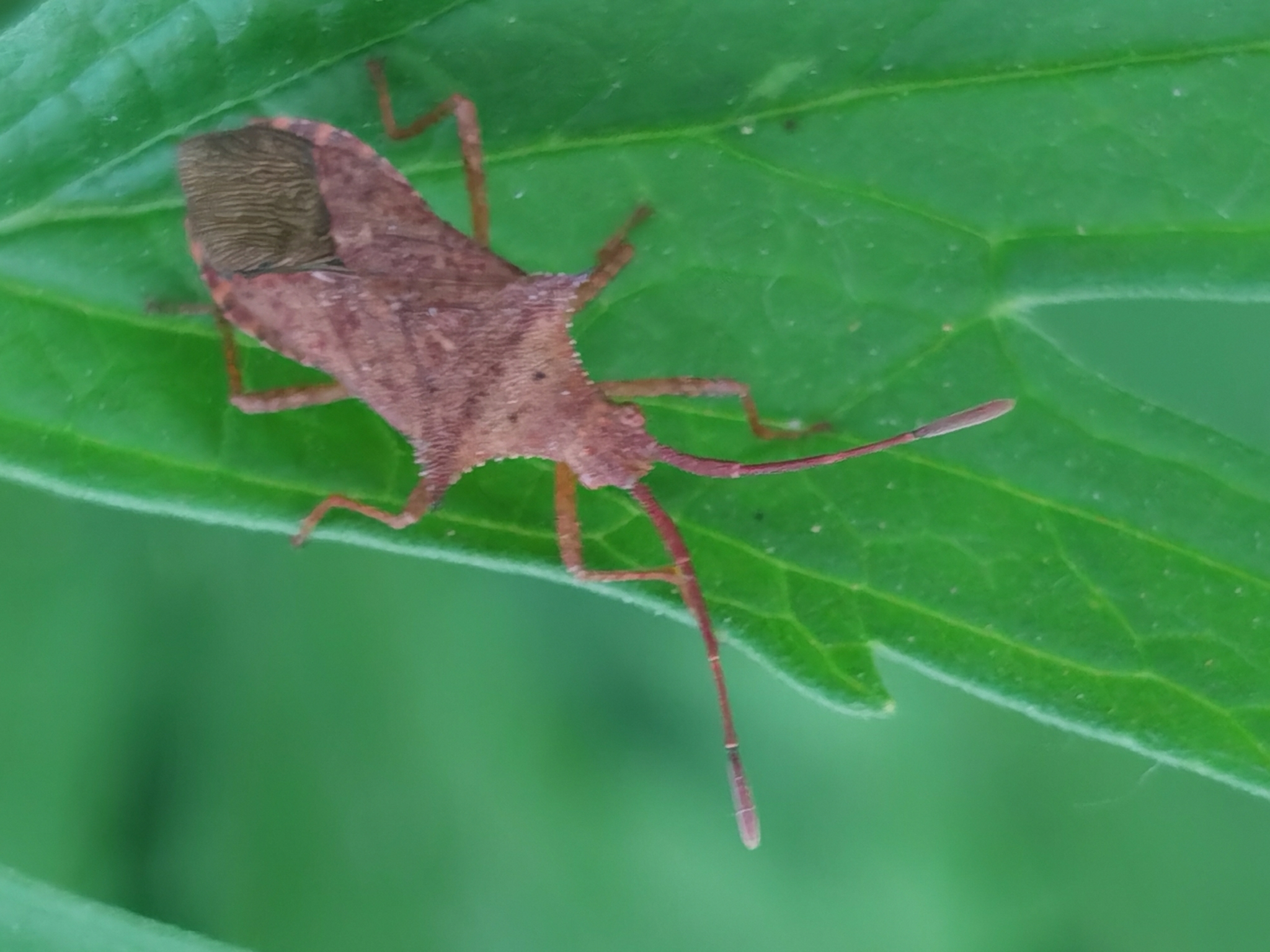 Cletus bipunctatus (Herrich-Schäffer, 1840)