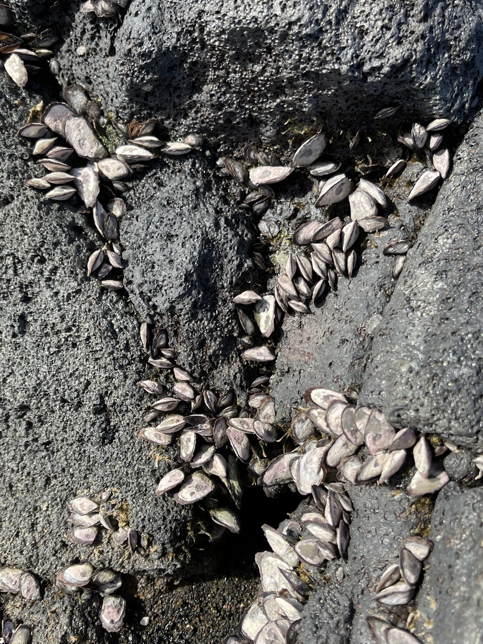 Isognomon californicus (Conrad, 1837)