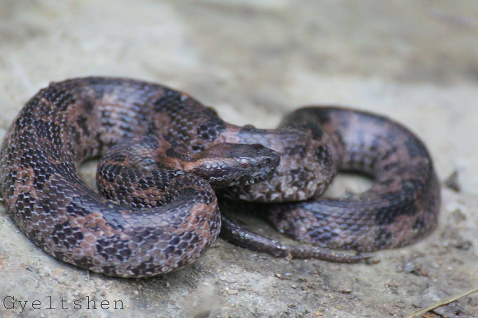 Chinese Mountain Pit Viper from M58P+6MJ, Lhuntse, Bhutan on November ...