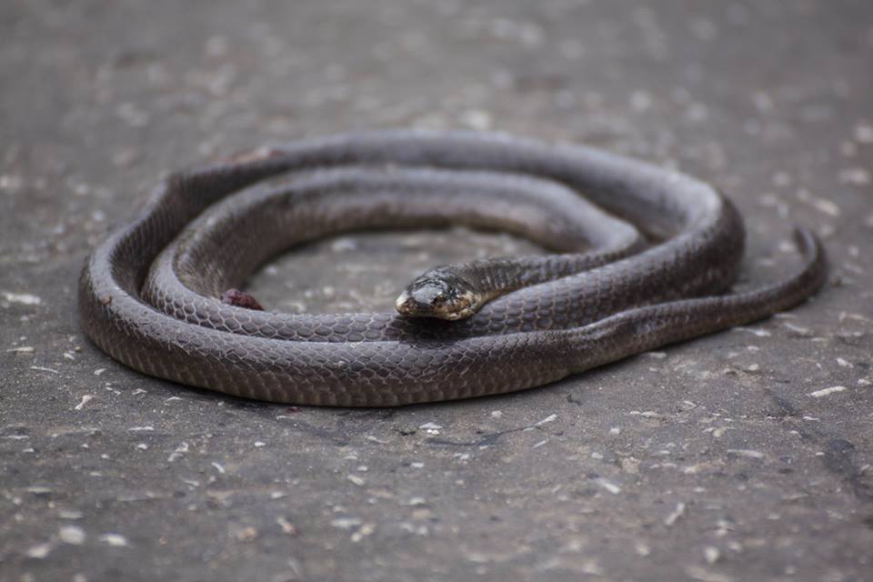 Lesser Black Krait from M58P+6MJ, Lhuntse, Bhutan on August 14, 2017 at ...