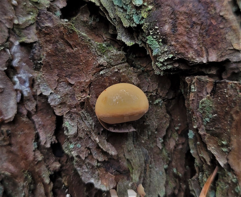 Veiled Polypore from Anne Arundel County, MD, USA on April 09, 2022 at ...