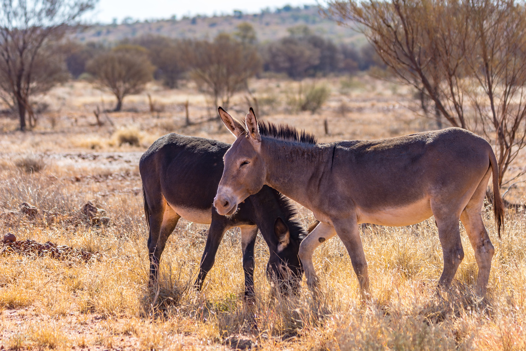 Donkey from Mount Zeil NT 0872, Australia on May 17, 2018 at 03:25 PM ...