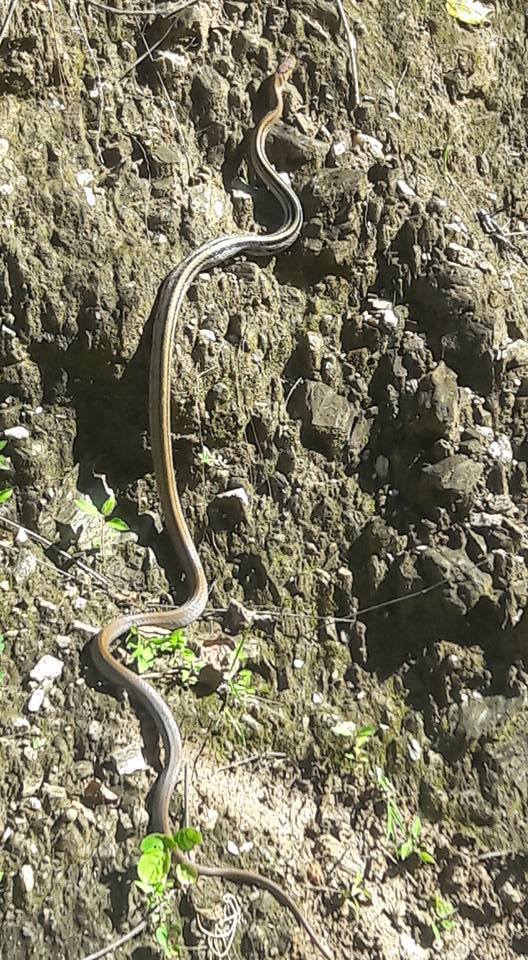Copperhead Rat Snake from Mongar, Bhutan on October 4, 2017 at 03:55 PM ...