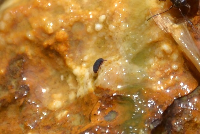 Podura C.Linnaeus, 1758