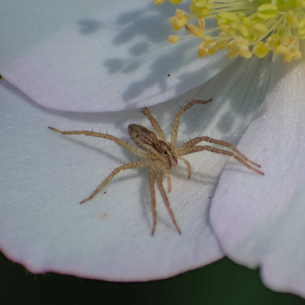 Fishing Spiders from Tama New Town, 6 Chome Sekido, Tama, Tokyo, Japan ...