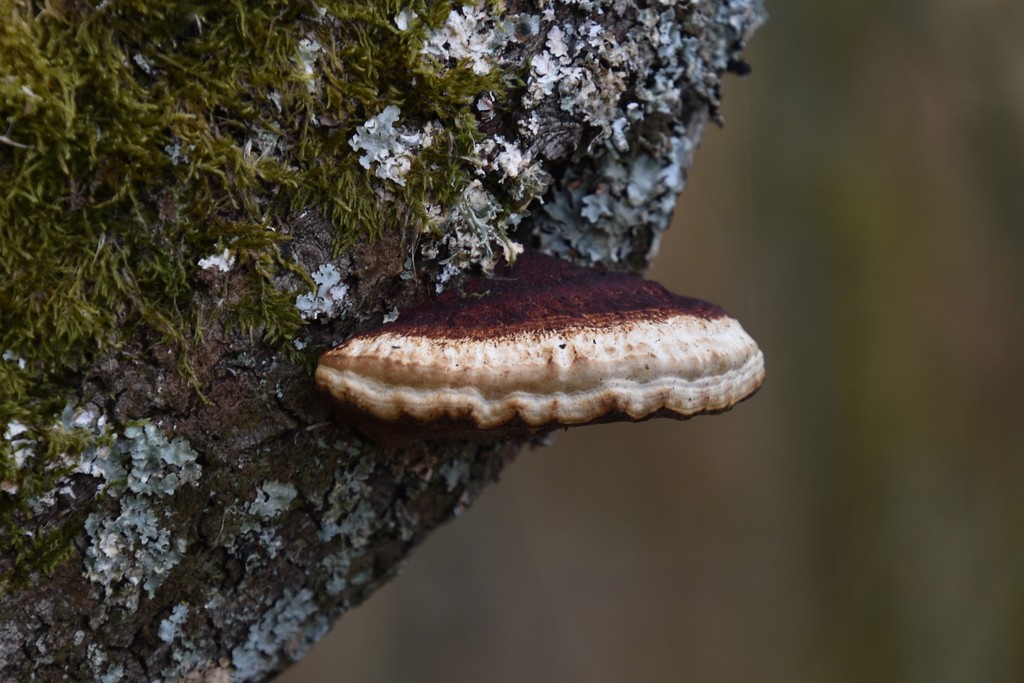 Red-banded Polypore from Lancashire, UK on April 08, 2022 at 07:06 PM ...