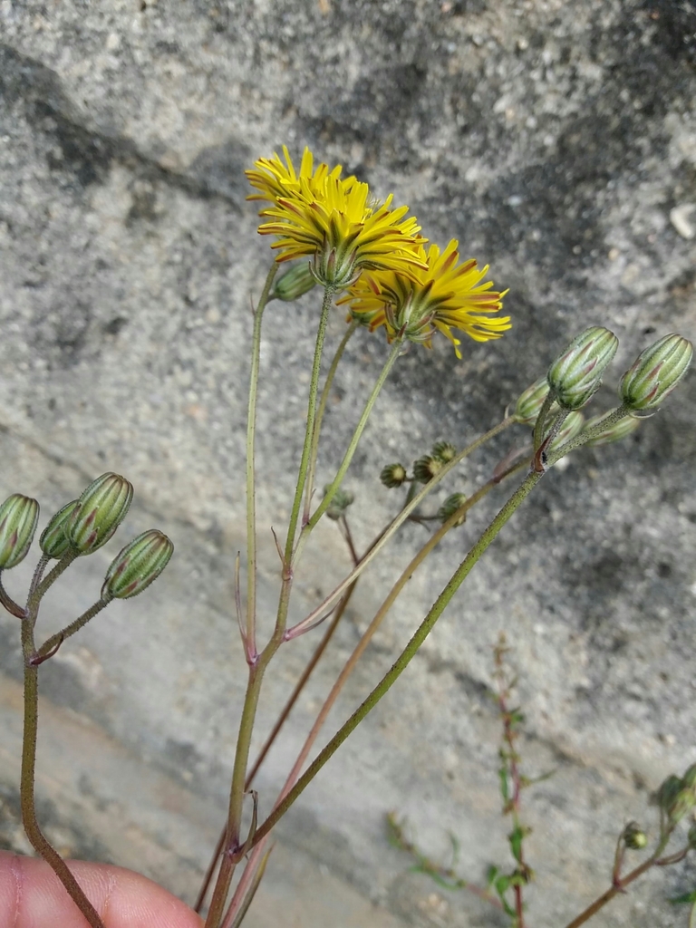 Beaked Hawksbeard from Pampilhosa da Serra, PT-CO, PT on April 10, 2022 ...