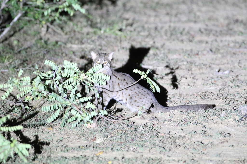 Rusty-spotted Cat in February 2022 by Kusum Kumar Fernando. Observed ...