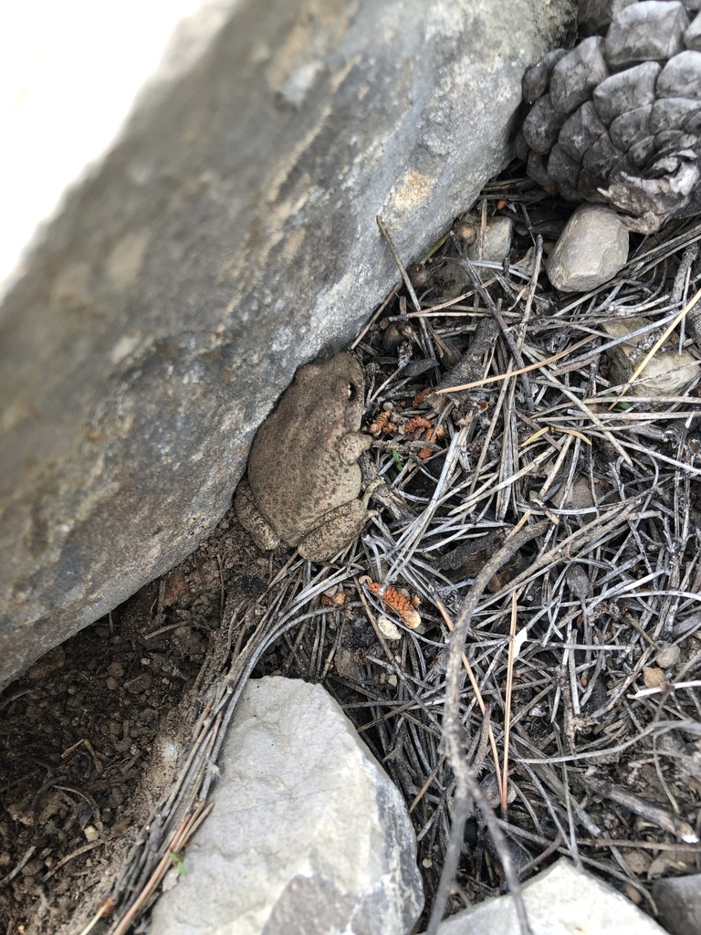 Common Midwife Toad from Parque Natural de la Sierra Calderona, Serra ...