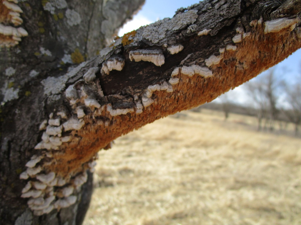 Milk-white Toothed Polypore in April 2022 by KS · iNaturalist