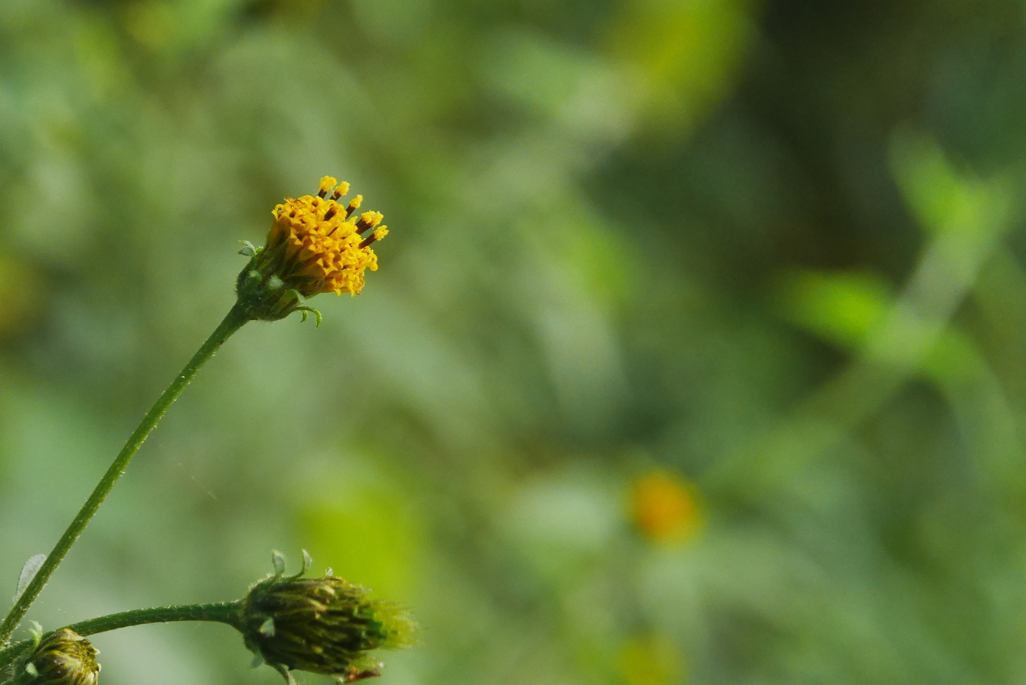 Bidens pilosa var. pilosa