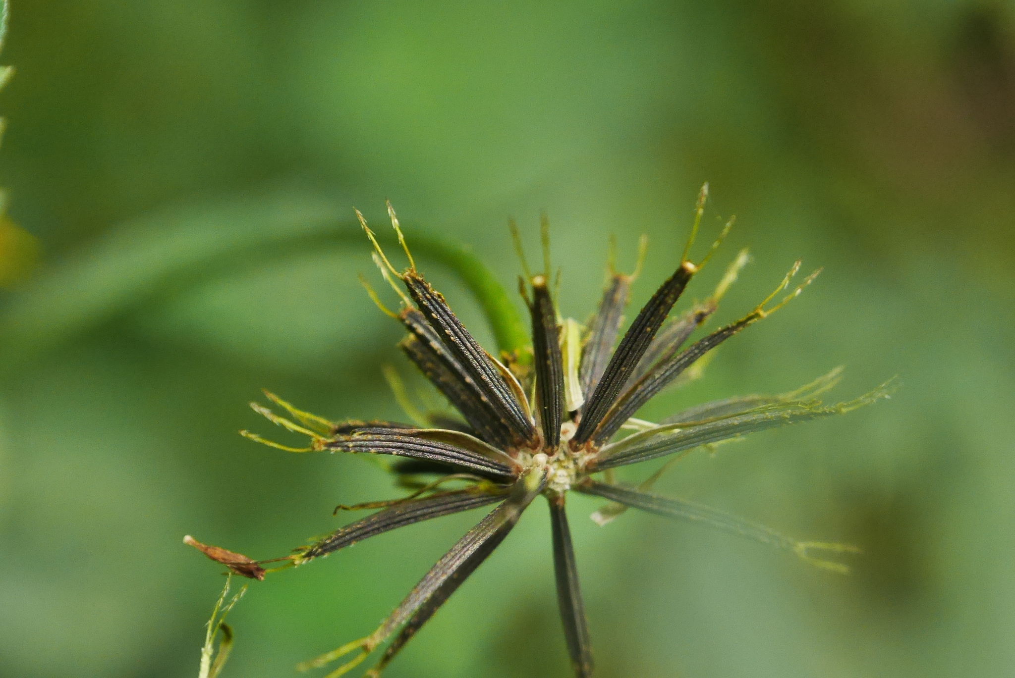 Bidens pilosa var. pilosa