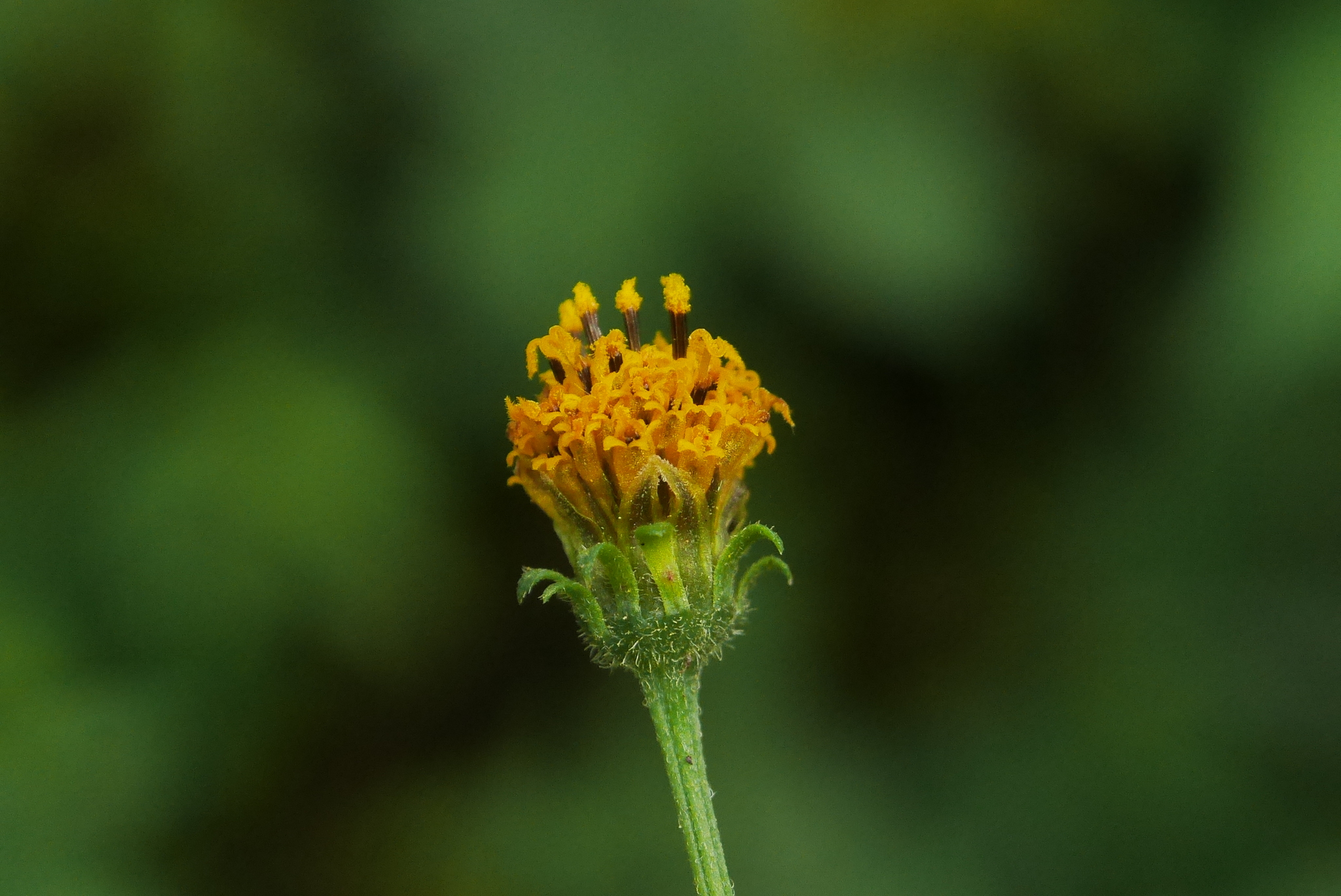 Bidens pilosa var. pilosa