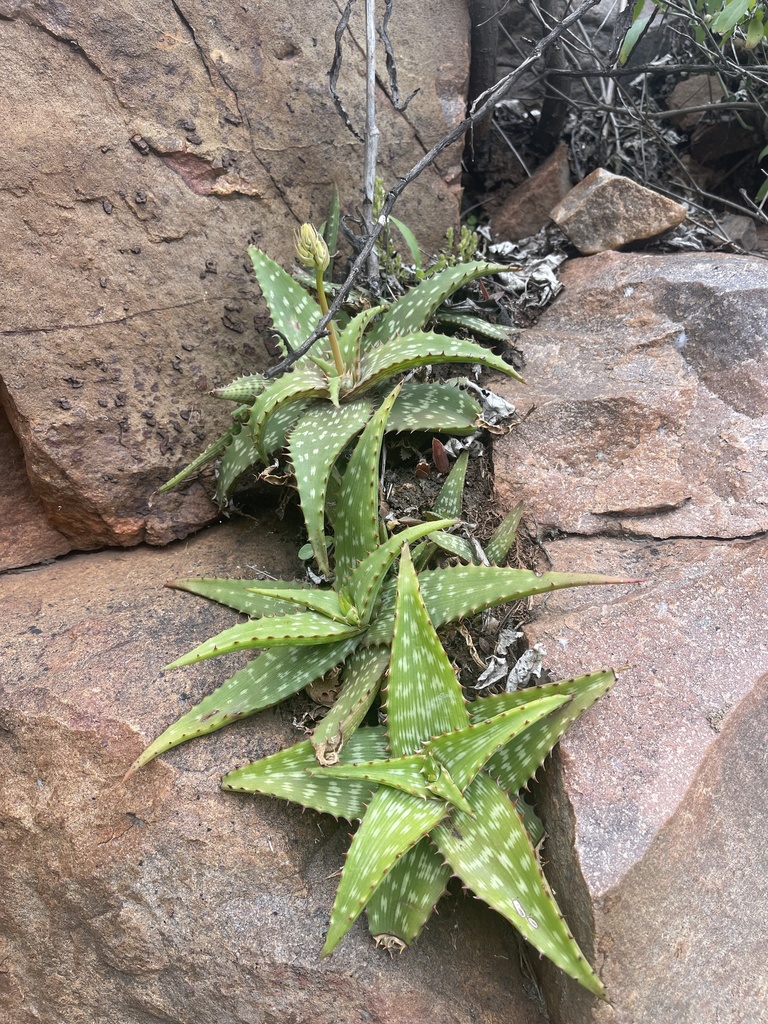 Rock Spotted Aloe in April 2022 by Troos van der Merwe · iNaturalist
