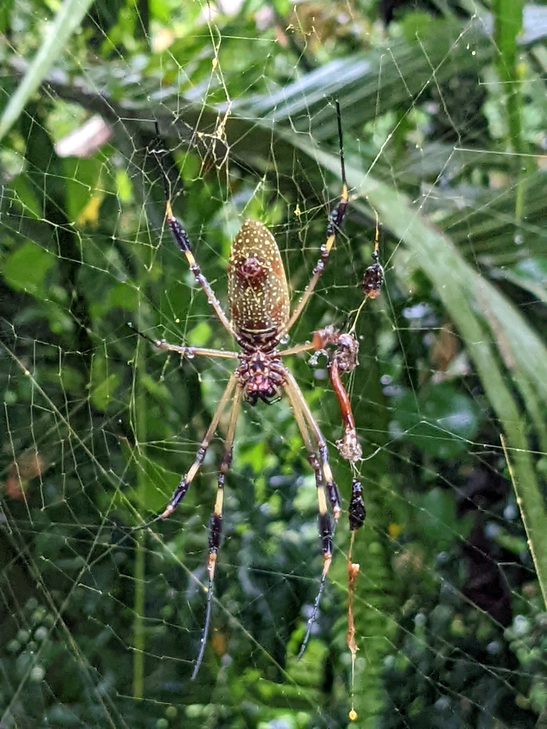Golden Silk Spider from Limón Province, Costa Rica on April 10, 2022 at ...