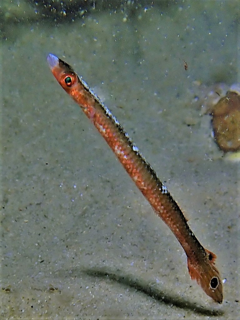 Slender Weed Whiting from N Mole Dr, North Fremantle WA 6159, Australia ...