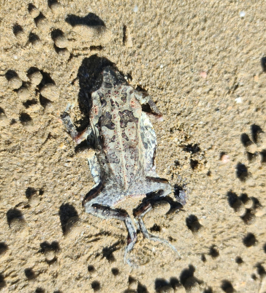 Cane Toad from Emu Park QLD 4710, Australia on April 10, 2022 at 02:01 ...