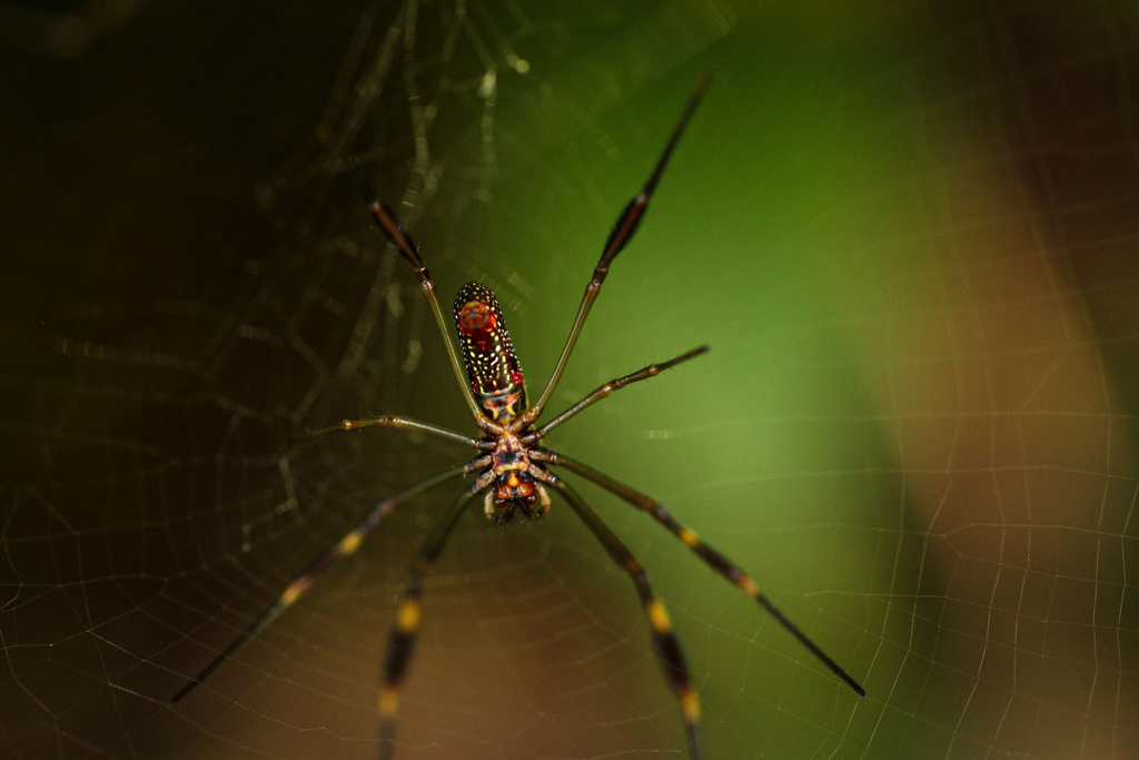 Golden Silk Spider in February 2022 by Juliana Lemos · iNaturalist