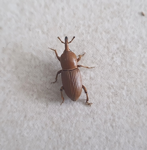 Orthognathus lividus · iNaturalist