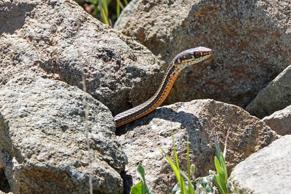 California Striped Racer from Mt Umunhum Peak, Santa Clara County, CA ...
