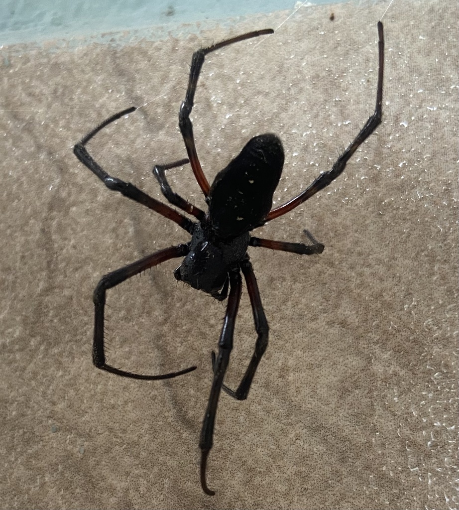 African Hermit Spider from Santa Teresa, ES, BR on April 10, 2022 at 11 ...