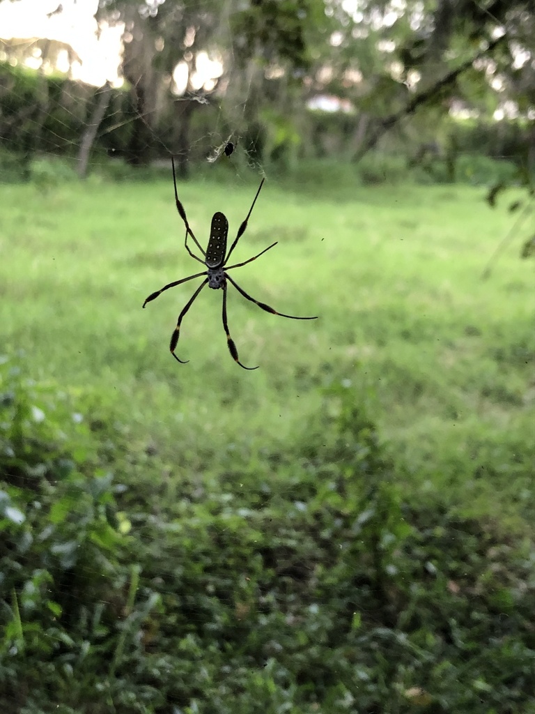 Golden Silk Spider from Calle 12A, Ginebra, Valle Del Cauca, CO on ...