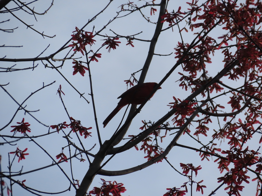 Northern Cardinal in April 2022 by Mila B. · iNaturalist