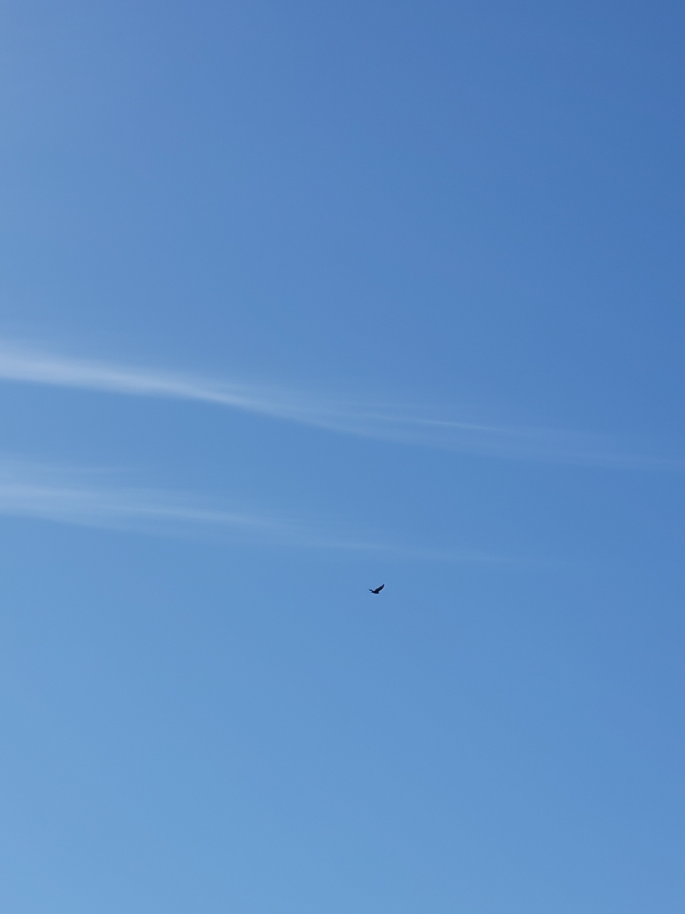 Turkey Vulture from Columbus, OH 43210, USA on April 10, 2022 at 10:33 ...