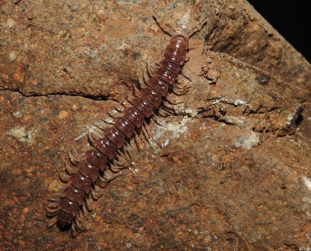 Epanerchodus in March 2022 by Rei Akiyama · iNaturalist