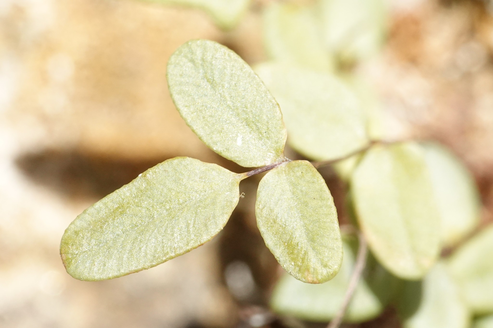 Pellaea glabella subsp. glabella