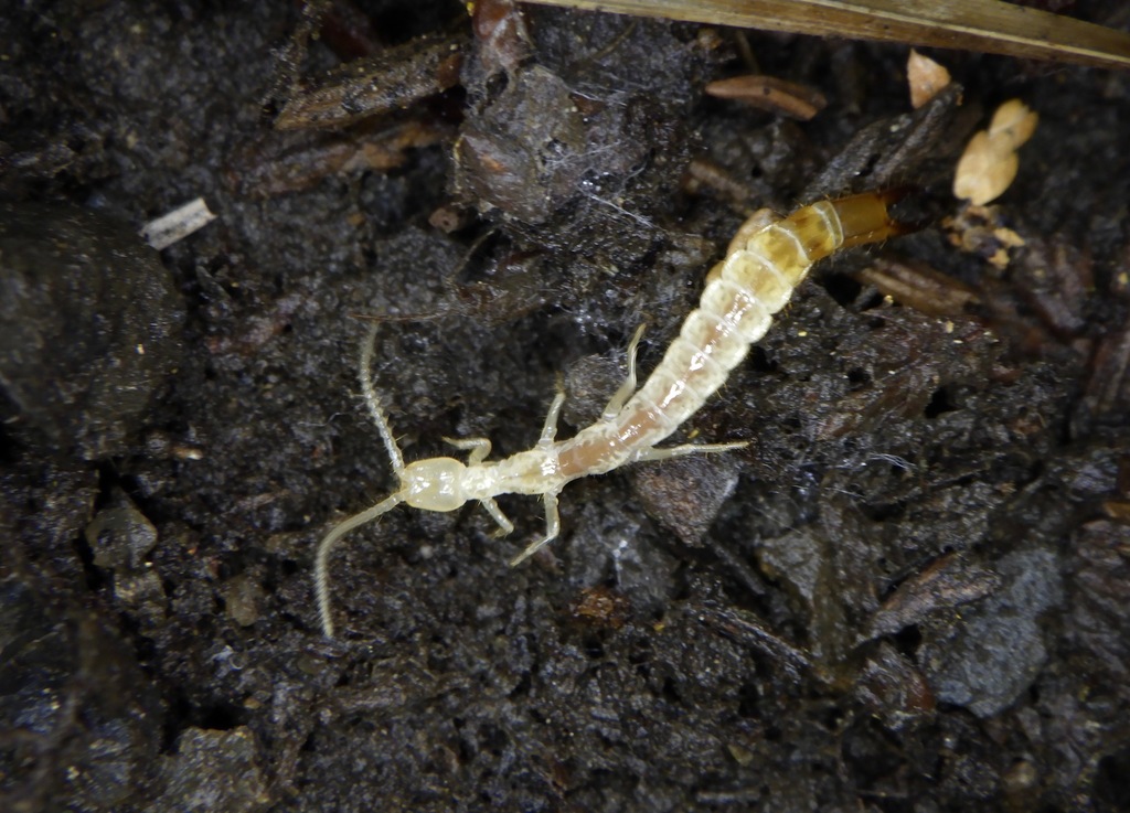 Japygidae in April 2022 by Rei Akiyama · iNaturalist