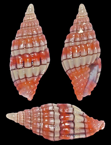 Vexillum exquisitum · iNaturalist United Kingdom