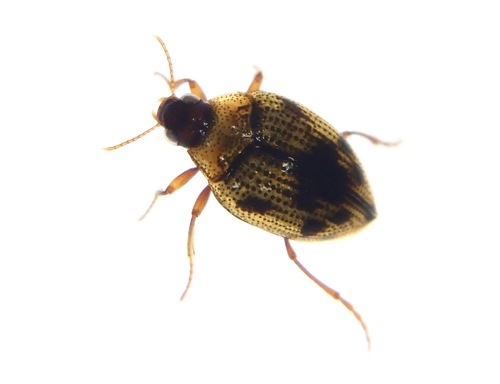 Haliplus kamiyai · iNaturalist Mexico