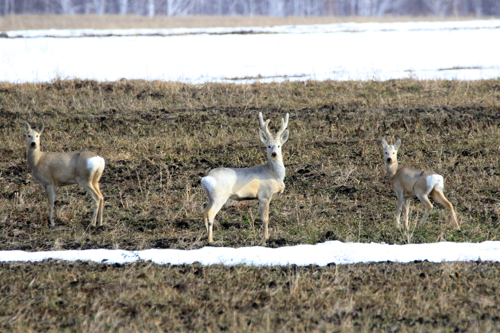 Eastern Roe Deer from Болотнинский р-н, Новосибирская обл., Россия on ...