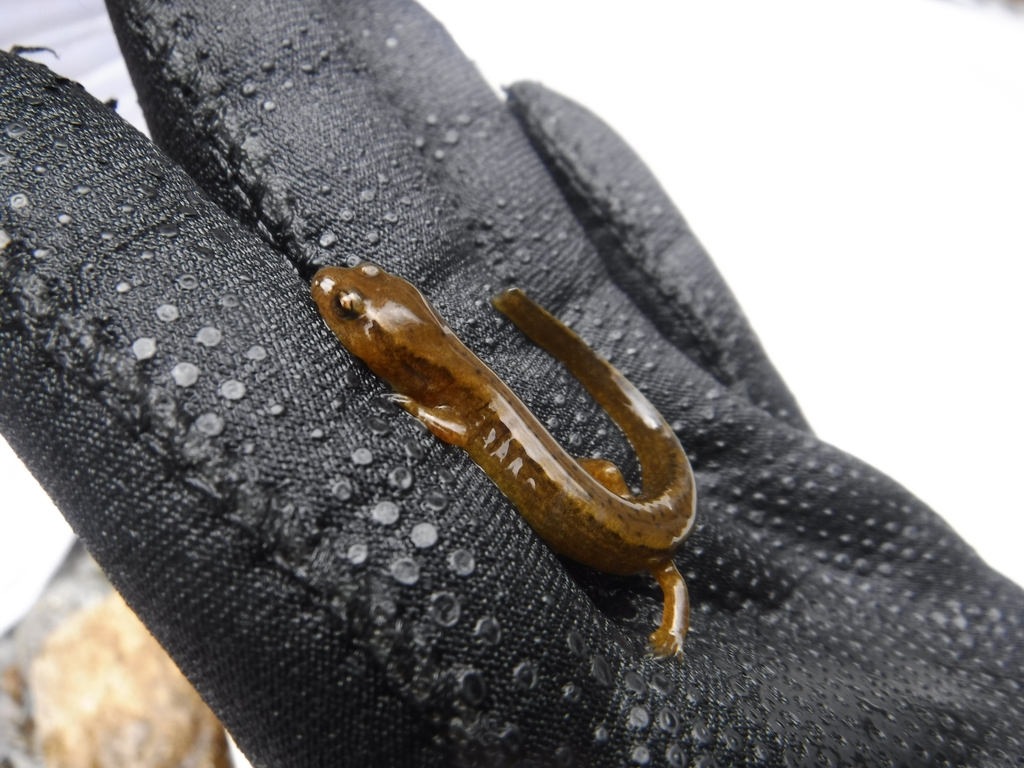 Junaluska Salamander in April 2022 by Robert Lamb · iNaturalist