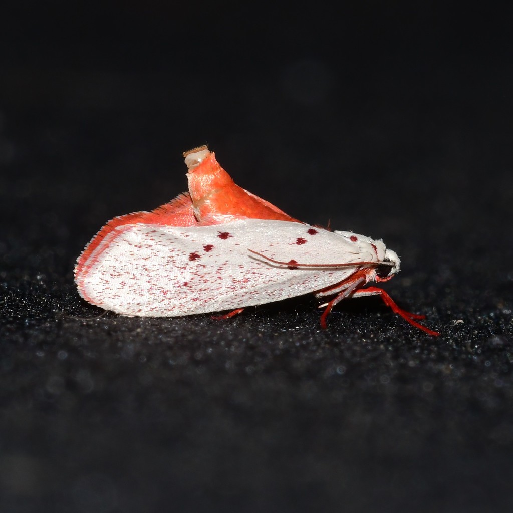 Speckled Lactura from Red Chute, LA 71037, USA on April 10, 2022 at 04: ...