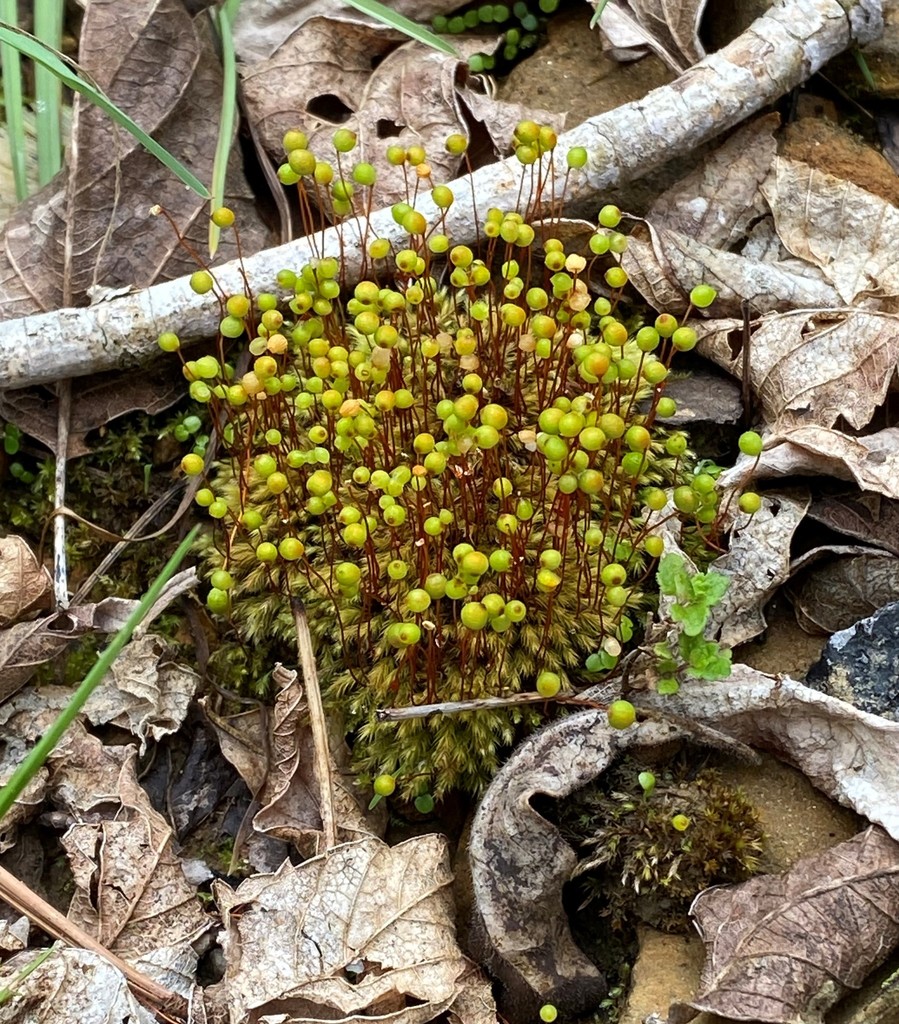 Common Apple-moss from Co. Rd. 818 at Rock Creek, Cullman County, AL ...