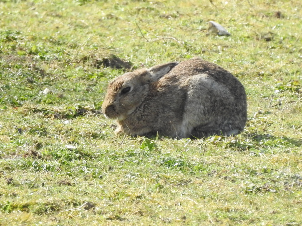 European Rabbit from Norfolk, UK on April 10, 2022 at 09:55 AM by ...
