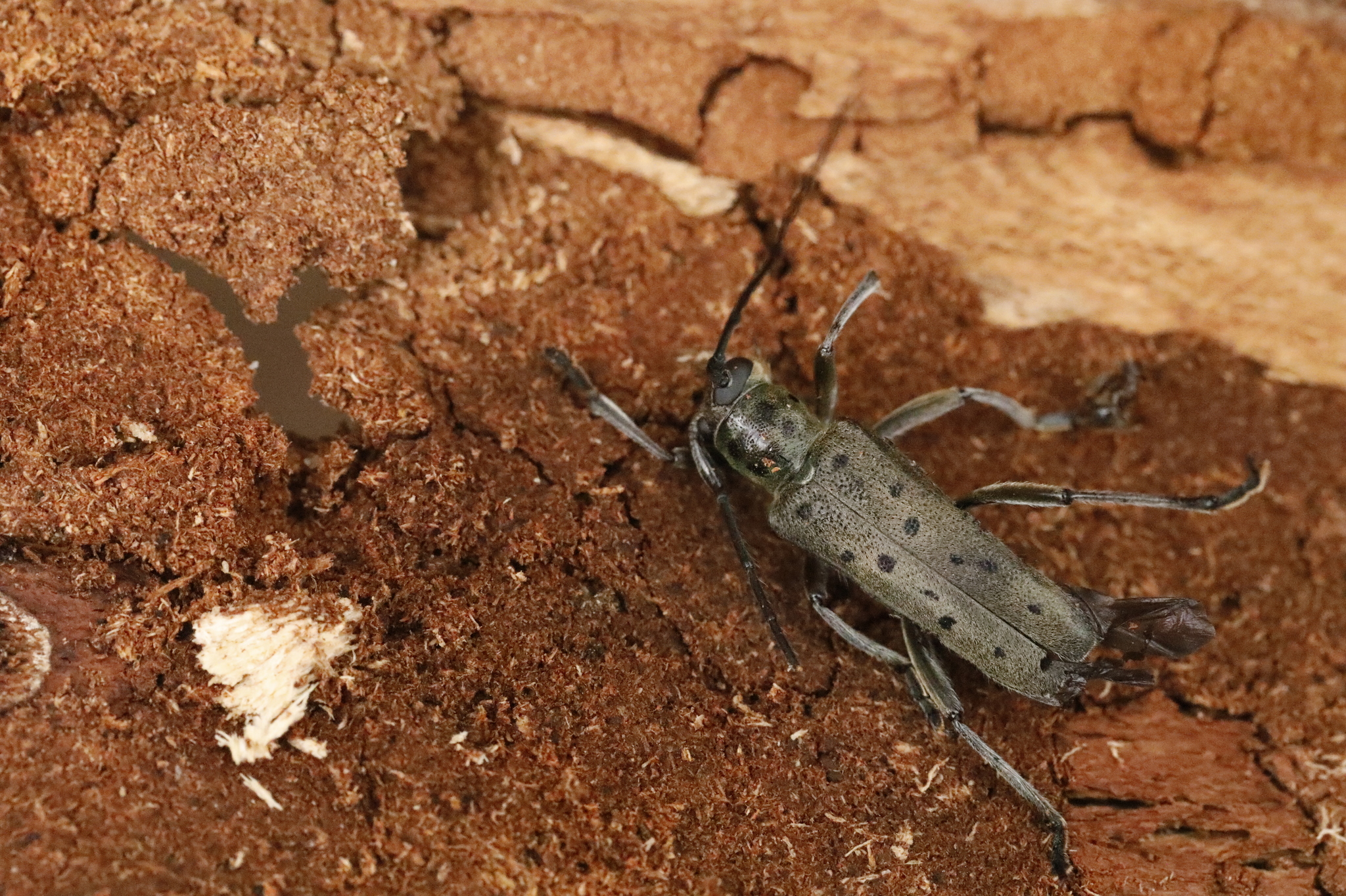 Saperda punctata (Linnaeus, 1767)