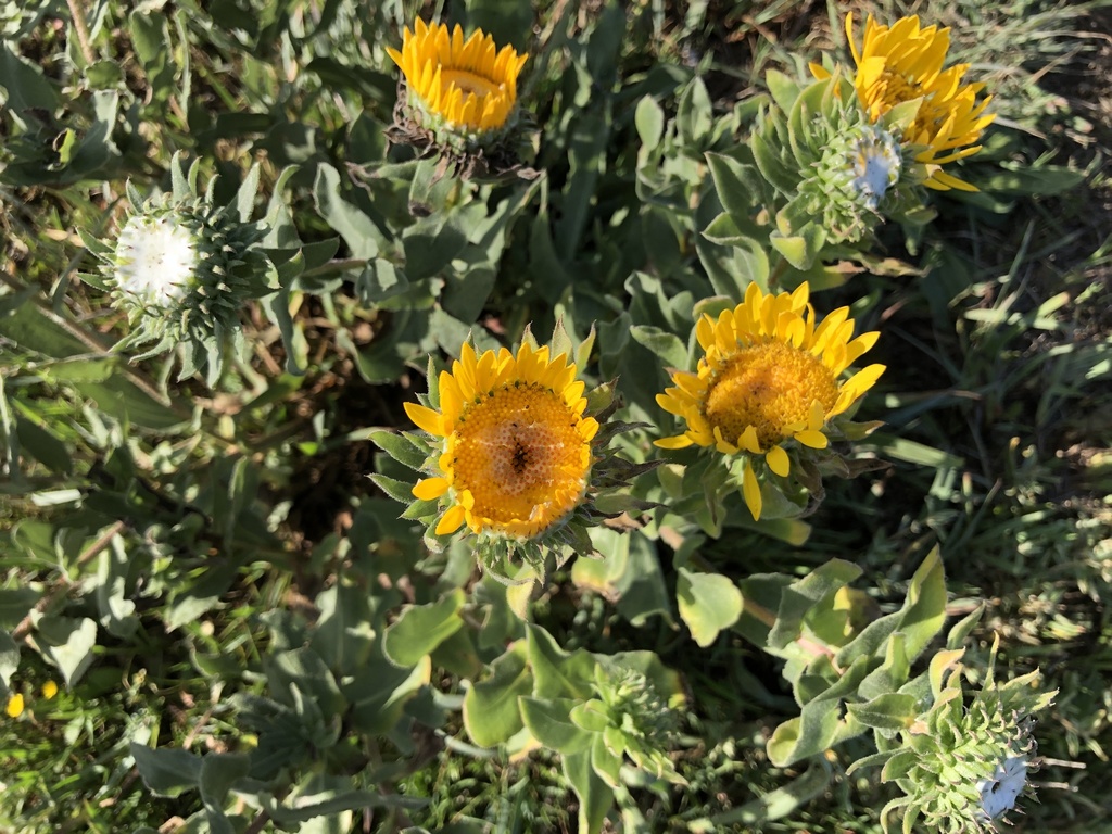 Great Valley gumweed from Cabrillo Hwy S, Morro Bay, CA, US on April 07 ...