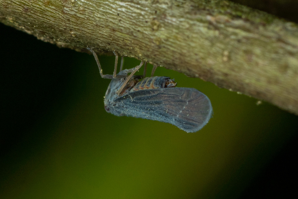 Cedusa from Baton Rouge, LA, USA on April 08, 2022 at 09:27 PM by ...