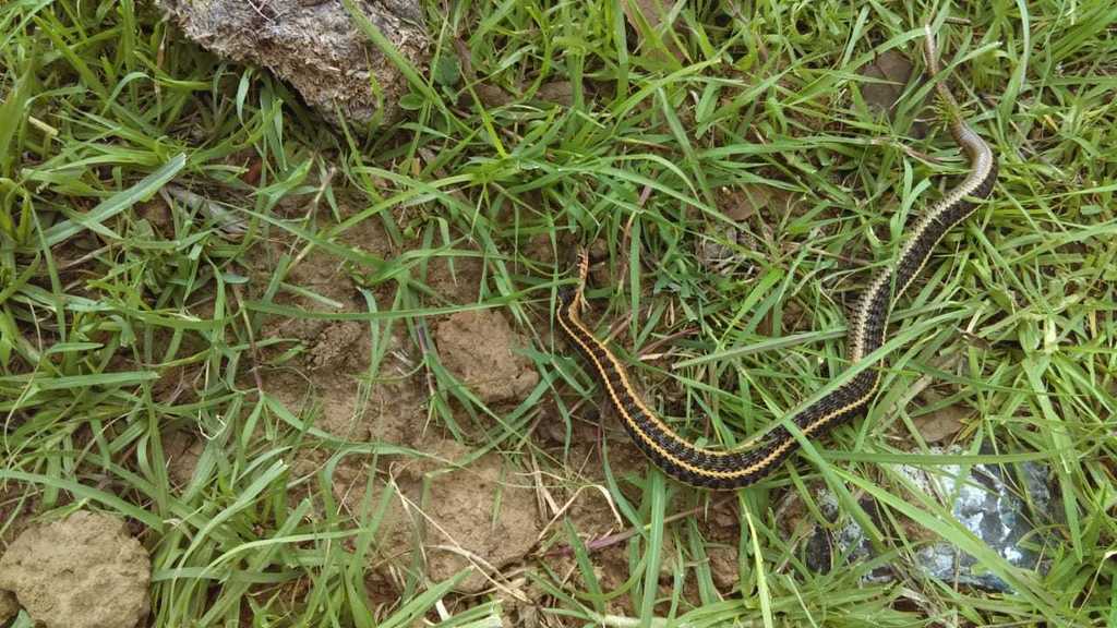 Longtail Alpine Garter Snake from Hueyotlipan, Tlax., México on May 23 ...