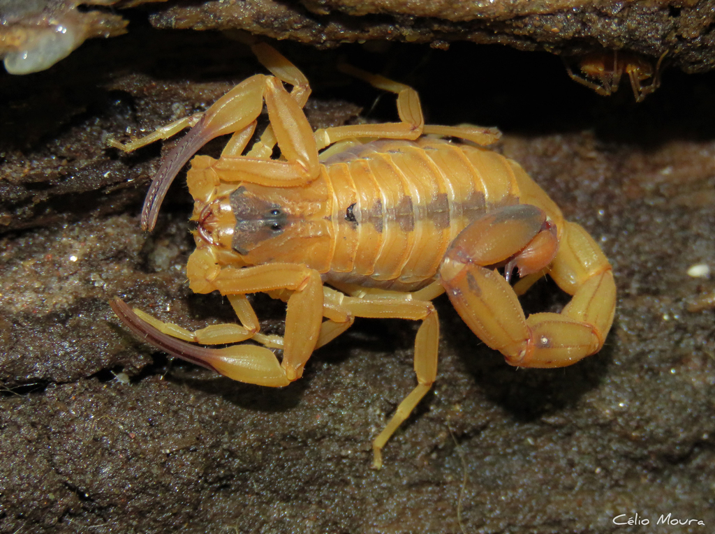 Tityus stigmurus from Parque Estadual do Rio Cocó - Cocó, Fortaleza ...