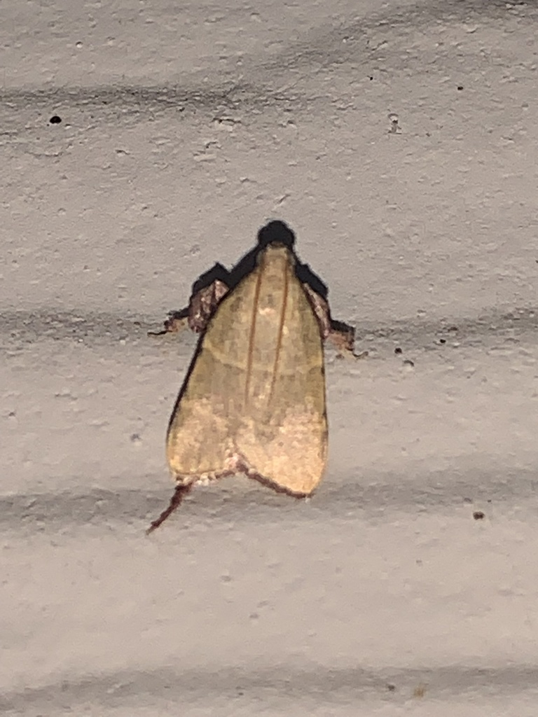 Ochre Parachma Moth from Rodd Field Rd, Corpus Christi, TX, US on April ...