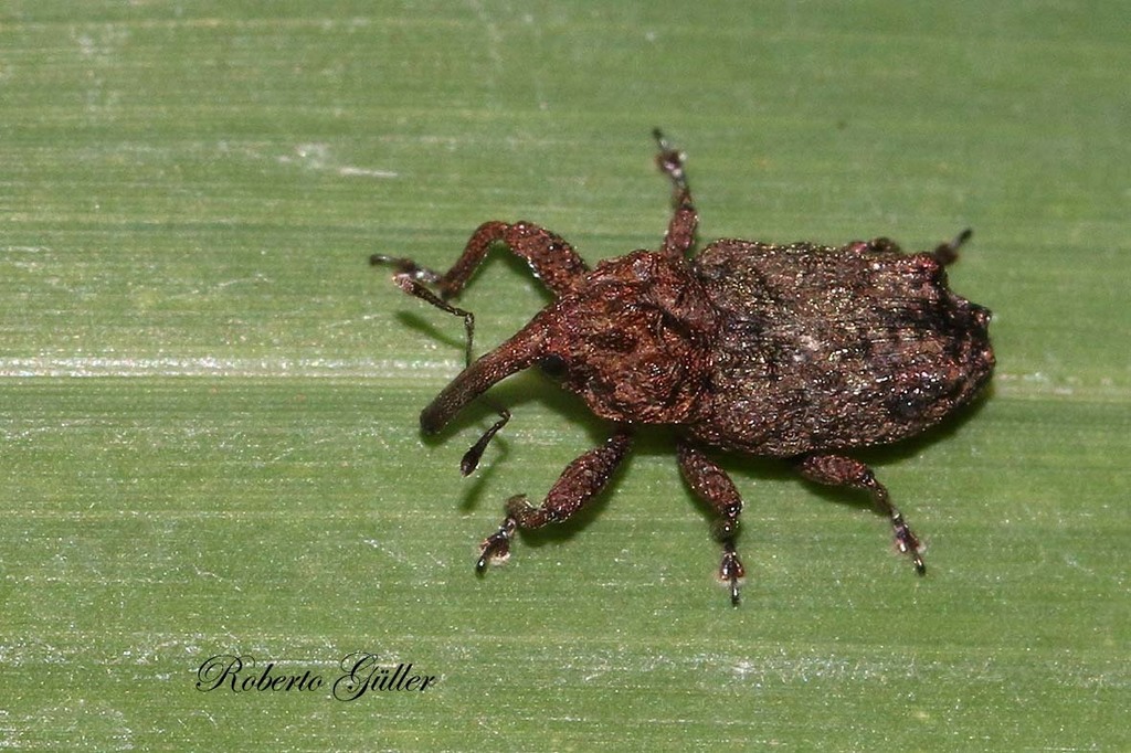 Flower Weevils from Puerto Iguazú, Misiones, Argentina on March 25 ...