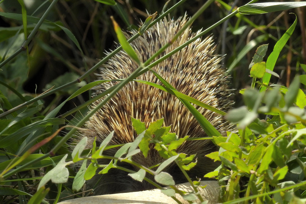 Common Hedgehog from Torreta, Torrevieja, Alicante, Spain on April 10 ...