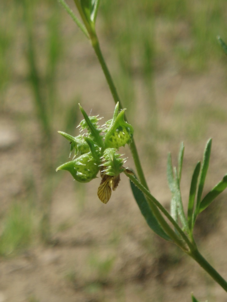 Corn buttercup from 373 71 Libníč, Česko on June 13, 2020 at 12:00 AM ...